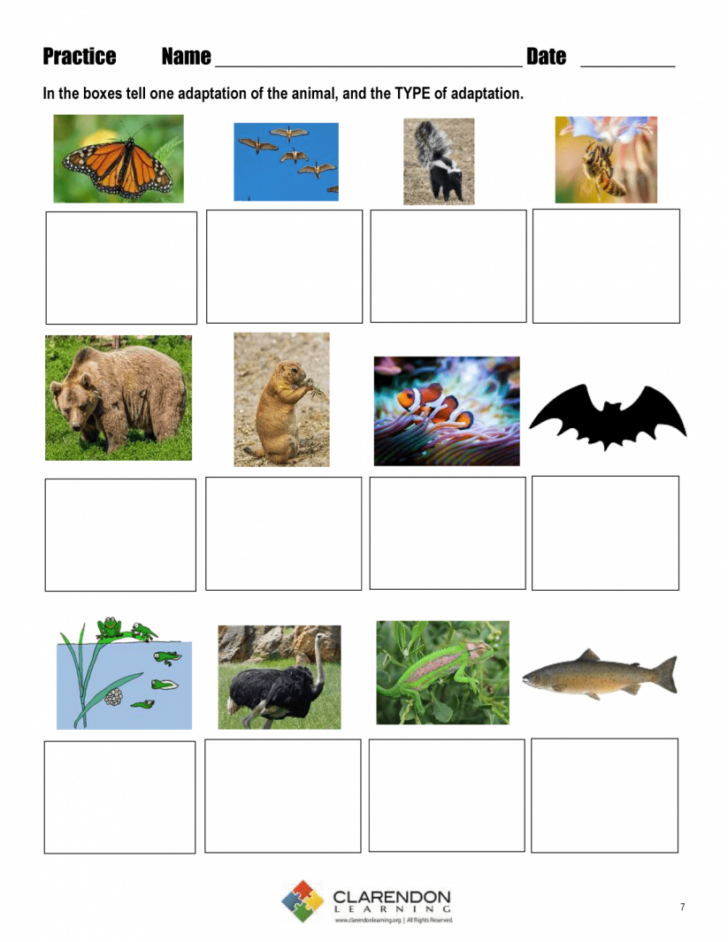Free Printable Worksheets Animal Adaptations | Peggy Worksheets