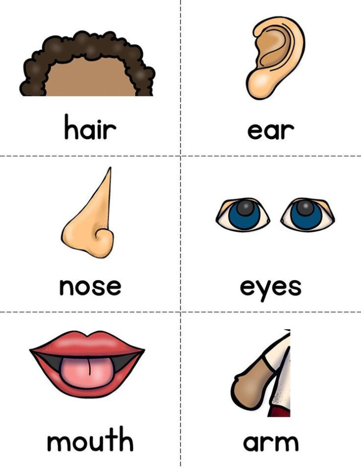 Free Printable Worksheets Preschool Body Parts Peggy Worksheets