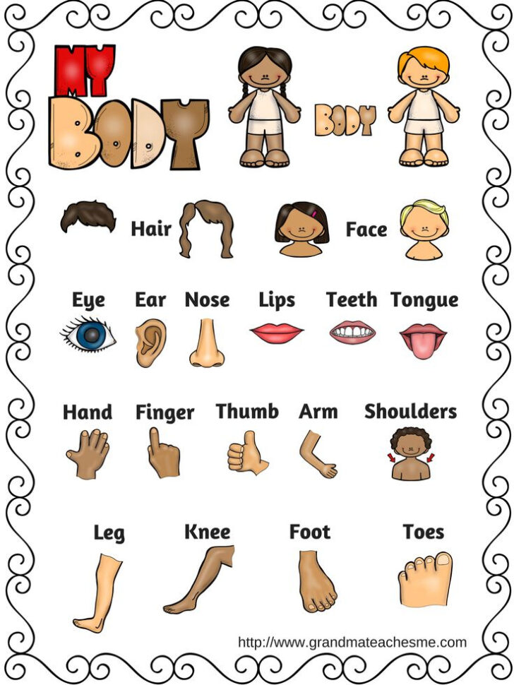 Free Printable Worksheets Preschool Body Parts Peggy Worksheets Free Printable Worksheets Preschool Body Parts Peggy Worksheets